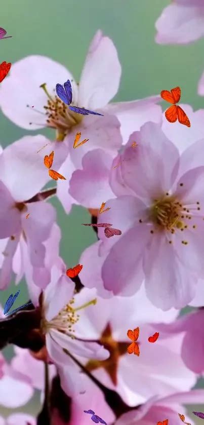 Cherry Blossoms And Butterflies Free Download