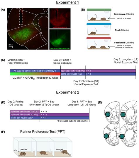 Opposite‐sex Pairing Alters Social‐induced Gcamp And Dopamine Activity