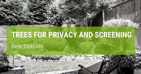 Best Trees For Privacy And Screening Jack S Garden