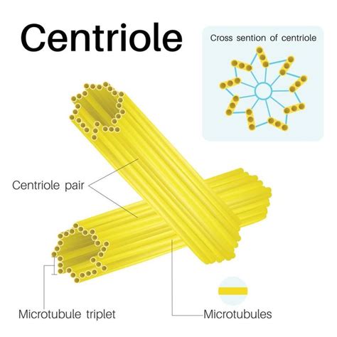 Definition Of Centrioles