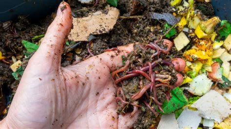 Composting And Worms Workshop Northern Beaches Mums
