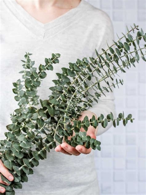 5 Eucalyptus Diffuser Blends To Enjoy All Season Long Hello Nest