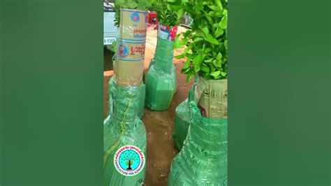 កសិកម្មកូនខ្មែរ ក្រុងពោធិ៍សាត់ លក់ដំណាំចម្រុះ ខល 0883646800 Youtube