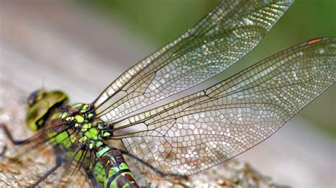 9 Different Types Of Insect Wings W Pictures