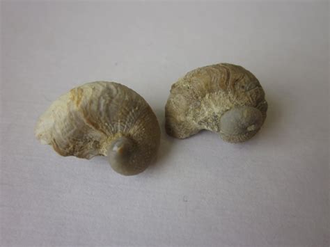 Dr Pollacks Wonderfully Beneficial Geology Class Fossils Phylum Mollusca Class Bivalvia