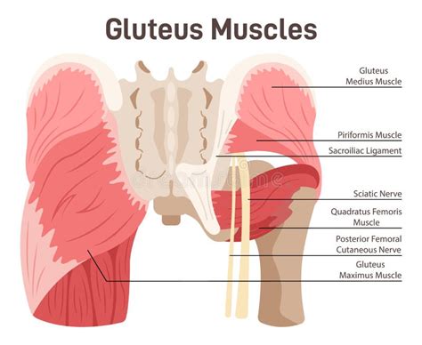 Gluteus Medius Maximus Minimus