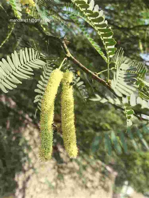 Prosopis Juliflora