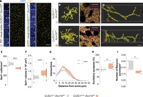 Activity Dependent Regulation Of Microglia Numbers By Pyramidal Cells During Development Shape