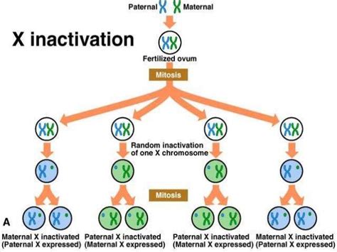 Lyon Hypothesis X Inactivation Mosaic Formation