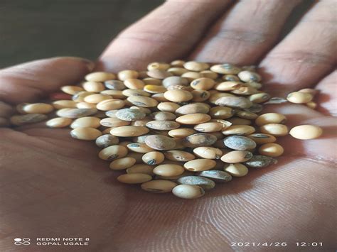 जाणून घ्या सोयाबीन पिकाचे काही अद्यावत वाण अन् त्यांची वैशिष्ट्ये