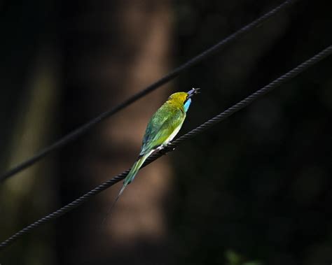 Green Nee Eater Pixahive