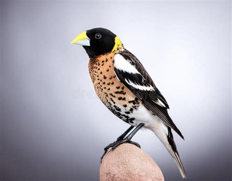 Bobolink Bird Portrait In Dark Studio Professional Wildlife