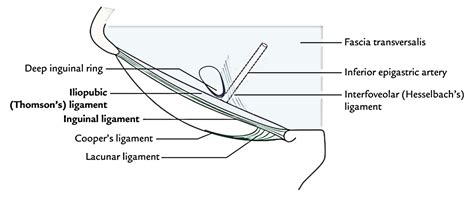Fascia Inguinal Muscle Aponeurosis Oblique Anatomy External Abdominal