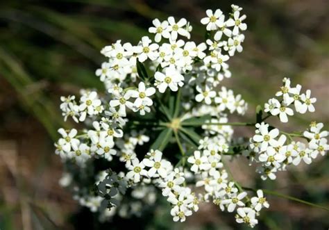 67 Beautiful White Wildflowers With Pictures And Names