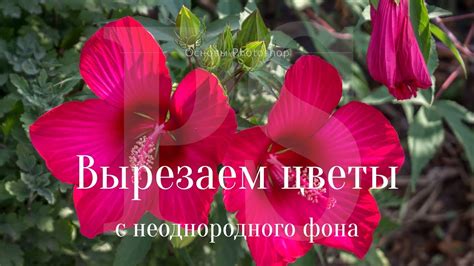 Как вырезать цветы с неоднородного фона Youtube