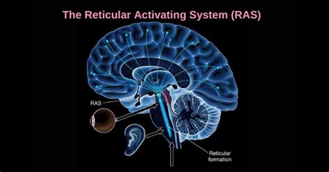Unlock The Power Of Reticular Activating System Ras