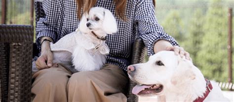 Python Academics Tokyo ー世界へはばたく皆を応援するー