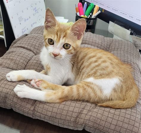 코리안 숏 헤어 꼬몽 고양이 책임분양 강아지무료분양 고양이무료분양 유기견입양 아이조아요양보호소