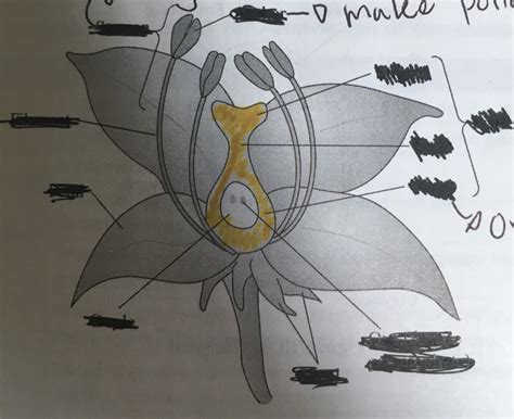 Flower Structure Diagram Quizlet