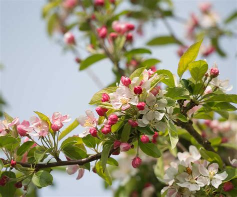 Trees That Attract Hummingbirds Flowering Choices Homes And Gardens