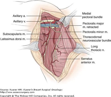 Anatomy Of Axillary Lymph Nodes Neck Lymph Node Levels Neck