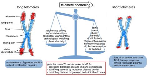 Telomere Shortening