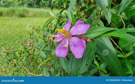 Malabar Melastome Melastoma Malabathricum In The Garden Stock Image