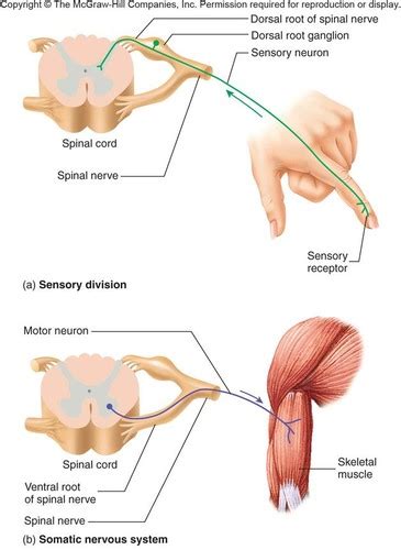 AP 11 Nervous System Part 2 PNS CNS Flashcards Quizlet