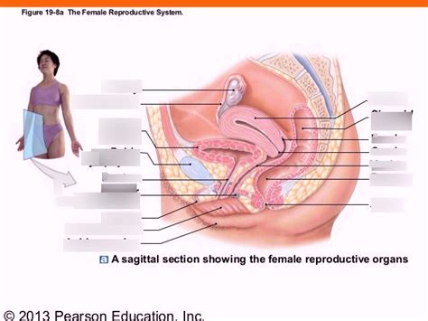 Reproductive System Diagram Quizlet