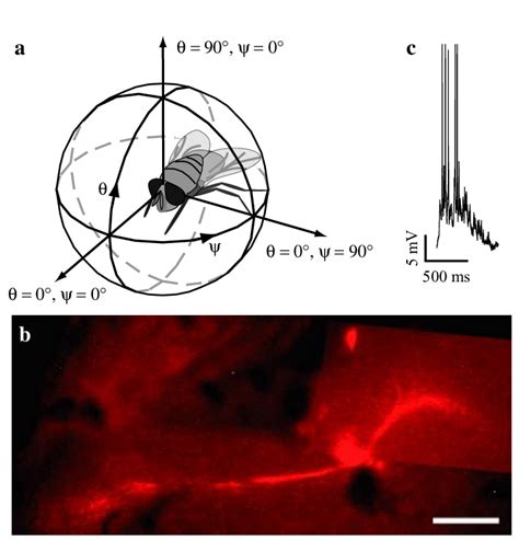 Polar Coordinate System Of The Xys Visual Weld And The Anatomy And
