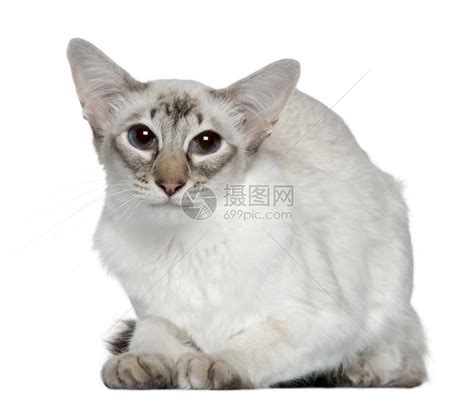 2岁的巴厘猫在白高清图片下载 正版图片503015084 摄图网