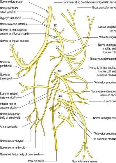 Cervical Plexus Neupsy Key Cervical Plexus Neupsy Key