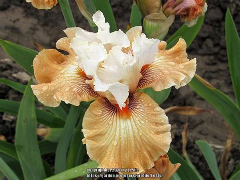 Tall Bearded Iris Iris Peach Shake In The Irises Database