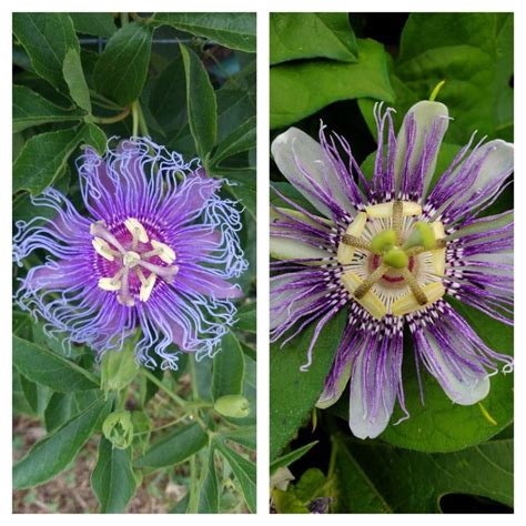 Cold Hardy Passiflora Snowdrop Farm