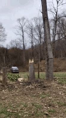 Tree Falling Gif GIFs Tenor Tree Falling Gif GIFs Tenor