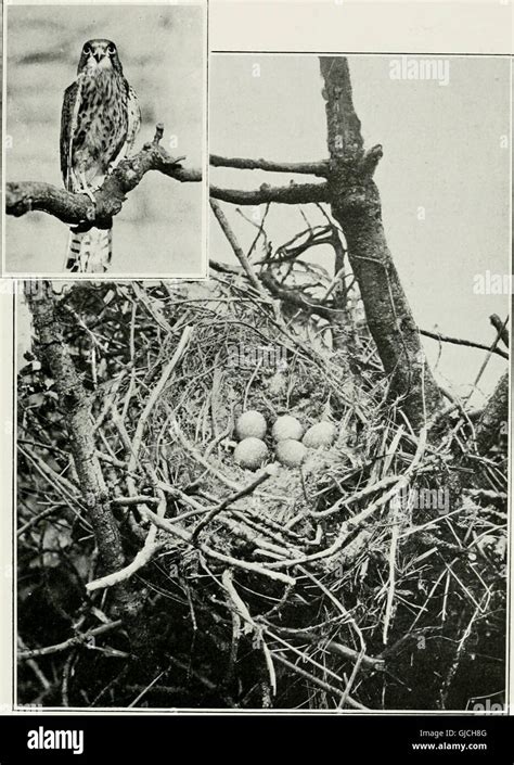 Pictures Of Bird Life 1903 Showcases Birds In Their Natural Habitats
