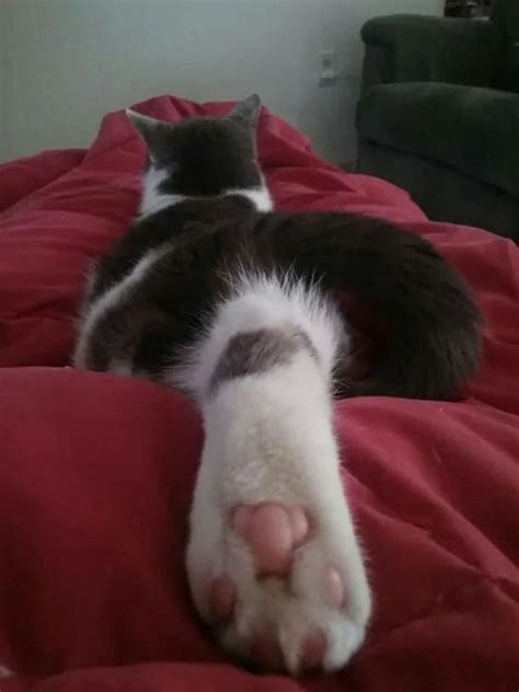 Задняя пяточка & Лапки кошек & Фото | МУРЧИМ.РФ | Cute cats, Pretty ...