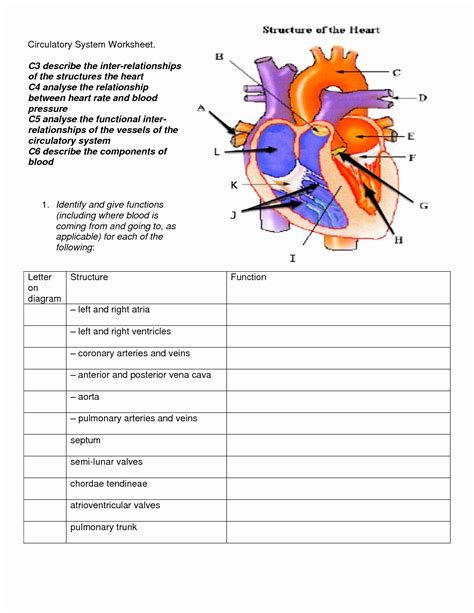 50 The Circulatory System Worksheet Chessmuseum Template Library