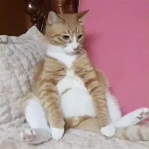 Pin by 𝑅𝐼𝐾𝐴 on soonie doongie dori Wonder pets Animals for Cat memes