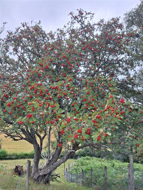 Tom Angel On Linkedin Environmentalhorticulture Nativetrees