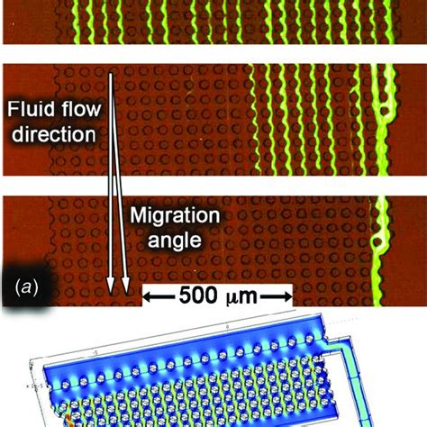 pdf scaling deterministic lateral displacement arrays for high throughput and dilution free