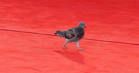 Pigeon Crashes Venice Film Festival Red Carpet Photos Us Weekly