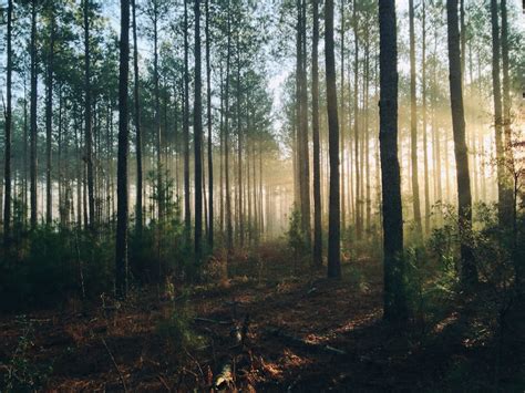 Forest Wallpapers Free Hd Download [500 Hq] Unsplash