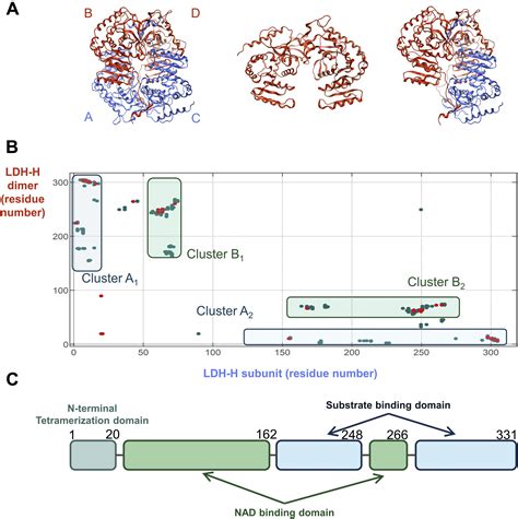 Discovery Of A Novel Lactate Dehydrogenase Tetramerization Domain Using