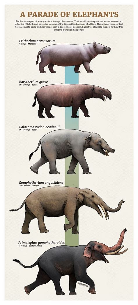 Evolution Series A Parade Of Elephants Educational Biology Resources