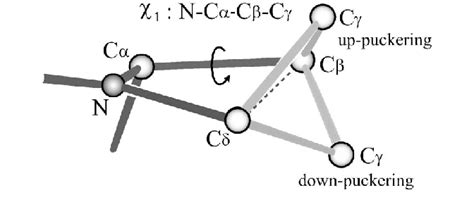 The Up C G Exo And Down C G Endo Conformations Of The Proline