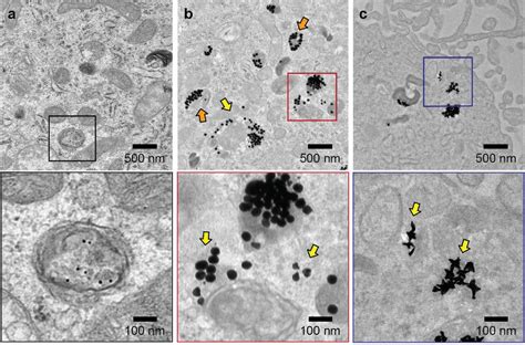 Figure 7 From Gold Nanoparticle Size And Shape Effects On Cellular