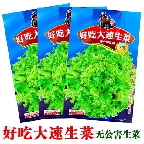 美国大速生菜种子玻璃生菜种籽四季秋季冬季春季农家播种蔬菜种孑 虎窝淘