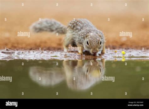 Mexican Mexican Ground Squirrel Spermophilus Mexicanus Rodents