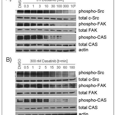 Dose And Time Dependent Effects Of Dasatinib On Melanoma Cell Signaling Download Scientific